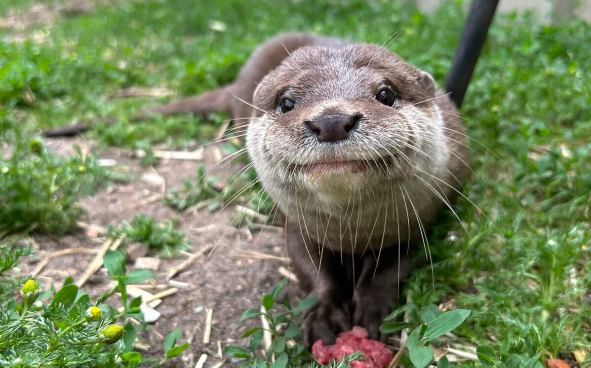 Buy Day Tickets To Otters and Butterflies