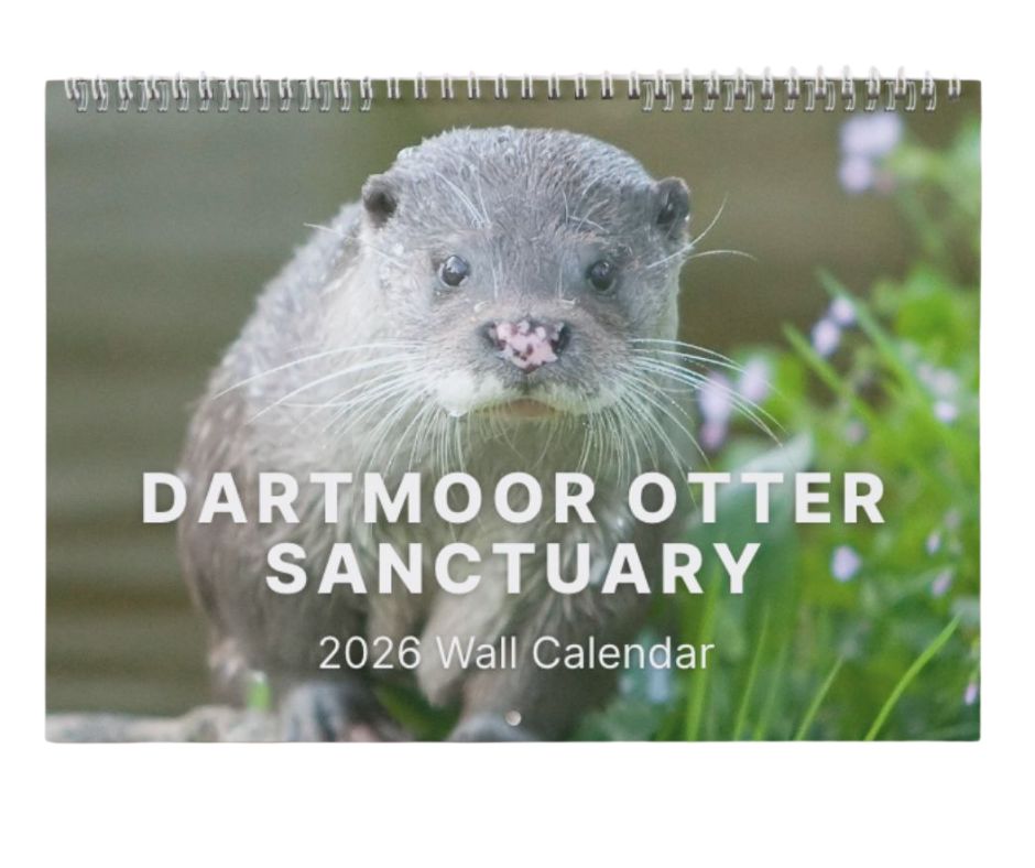 Christmas Otter Experience Gift Pack | Dartmoor Otter Sanctuary ...