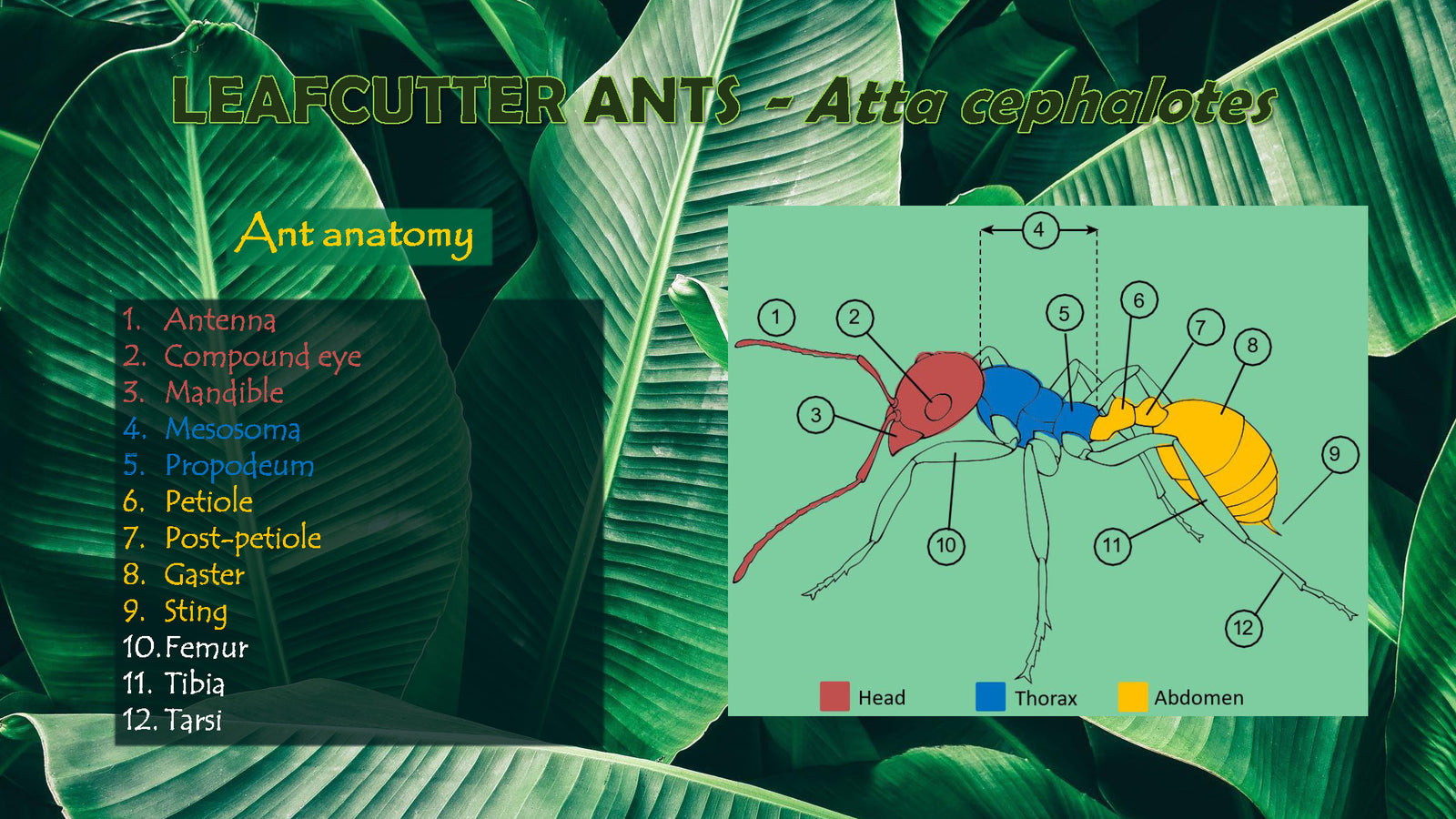 A full or part day out ! – Otters and Butterflies