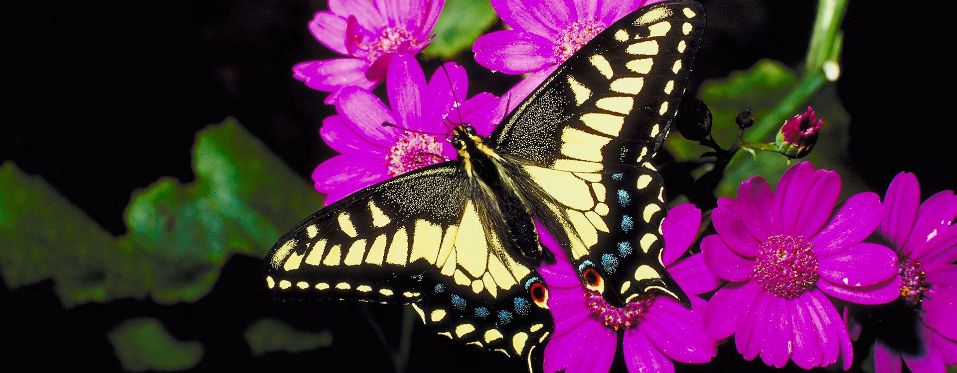 Butterflies