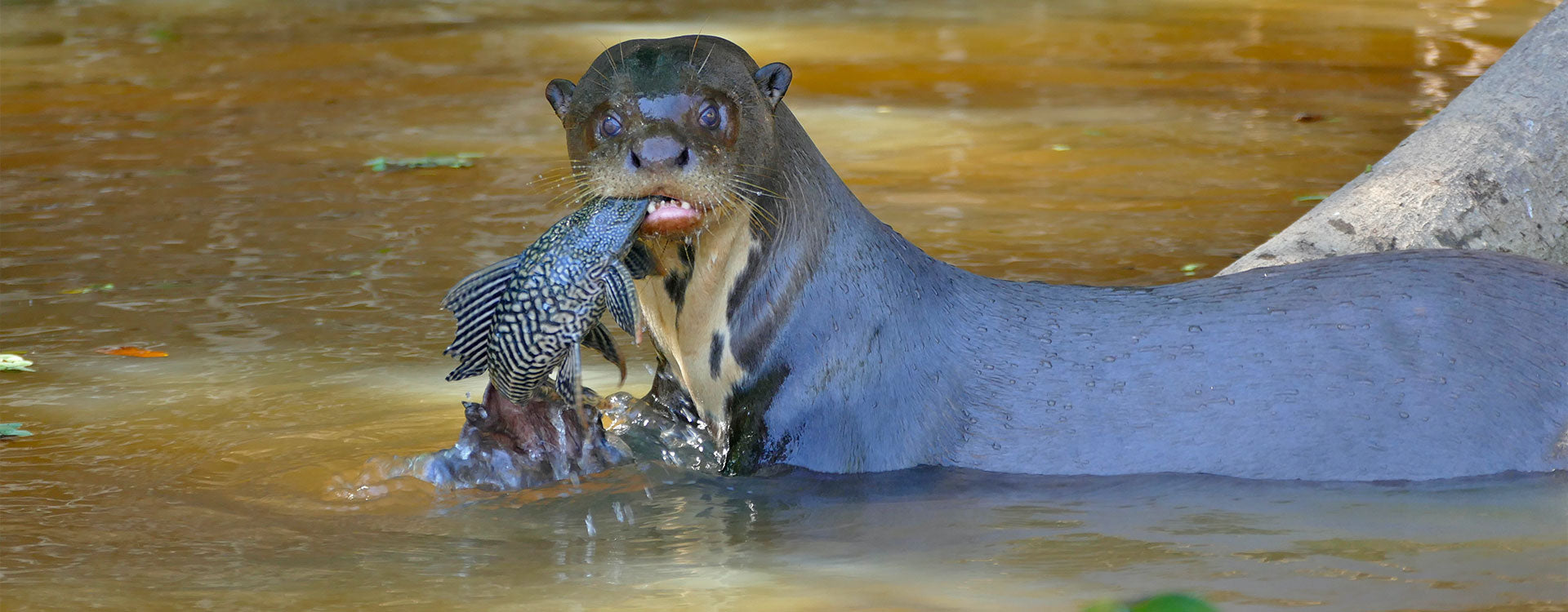 Giant Otter Size Comparison 12253 Mammals Otters Giant Otter