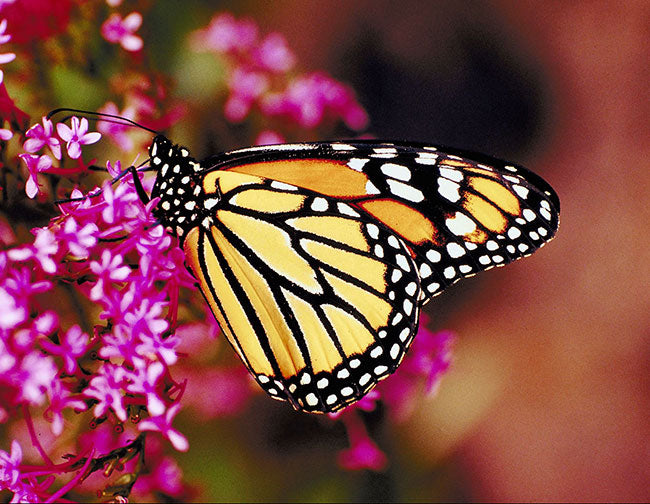 Pink Butterfly Species Butterfly Species To See – Otters And